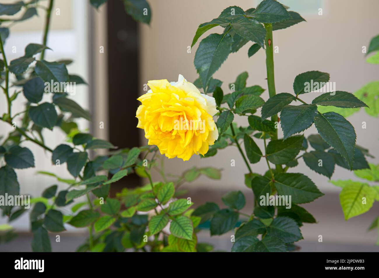 Sunny in austin hi-res stock photography and images - Alamy