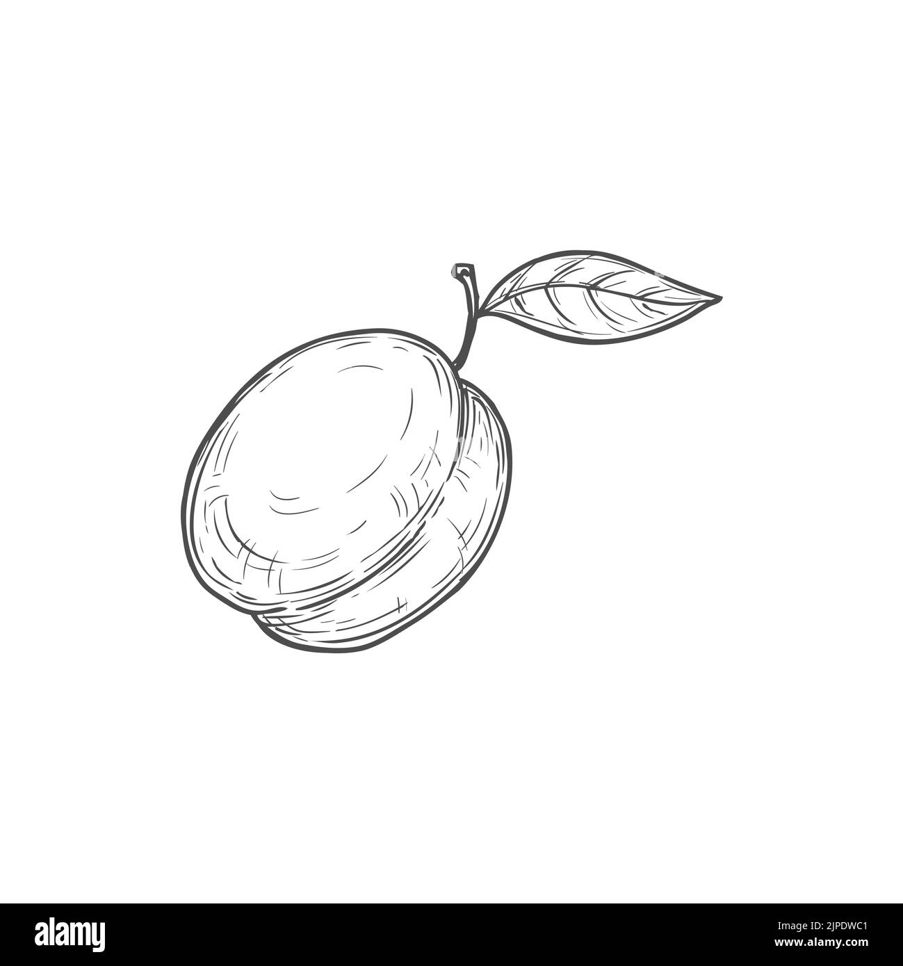 Damson prune damson Black and White Stock Photos & Images - Alamy
