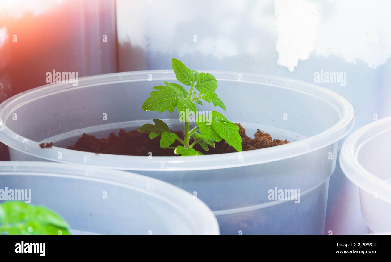 Growing genetically pure products. Non gmo food. 100 natural product ...