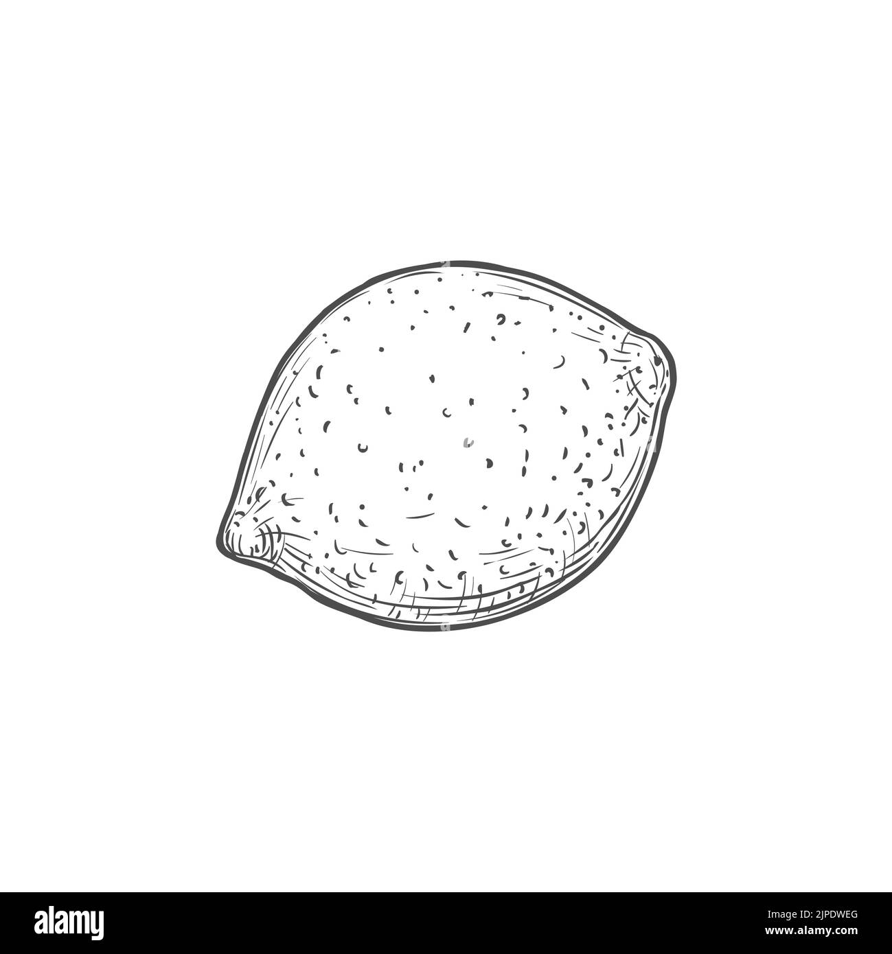 Lime sketch vector icon, isolated monochrome engraved sign of citrus ...