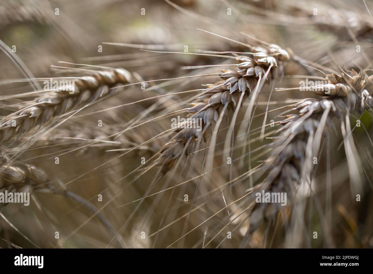 grain, barley, awn, grains, barleys, awns Stock Photo - Alamy