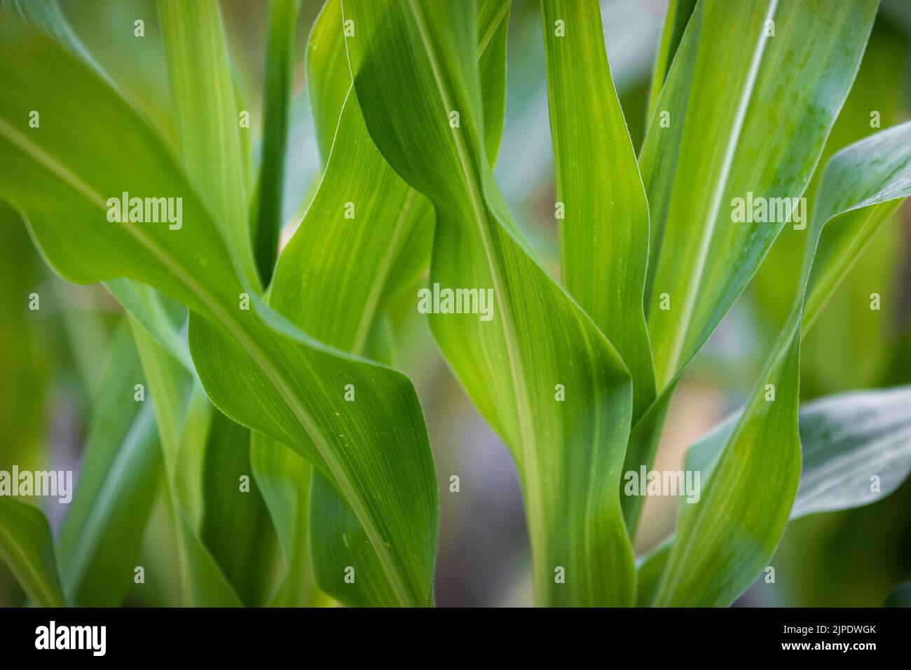 maize plant, leaf, corn plants, leafs Stock Photo - Alamy