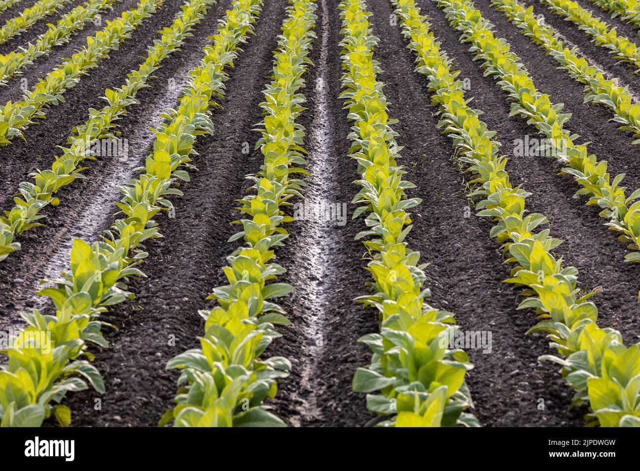 maize field, furrow, maize cultivation, cornfields, furrows, corn ...