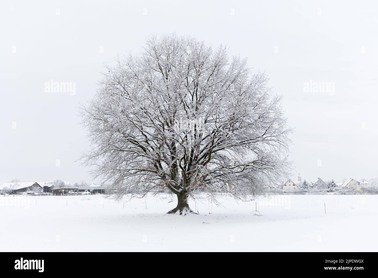 winter, oak tree, snowscape, winters, oak trees, polar climate, snow ...
