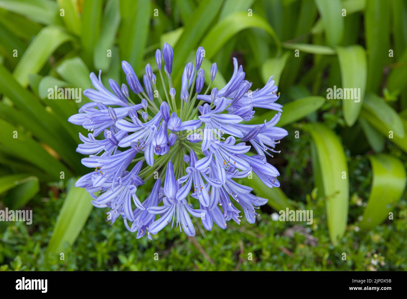 Blue Agapanthus also know as African Lily blooming in sunny garden ...