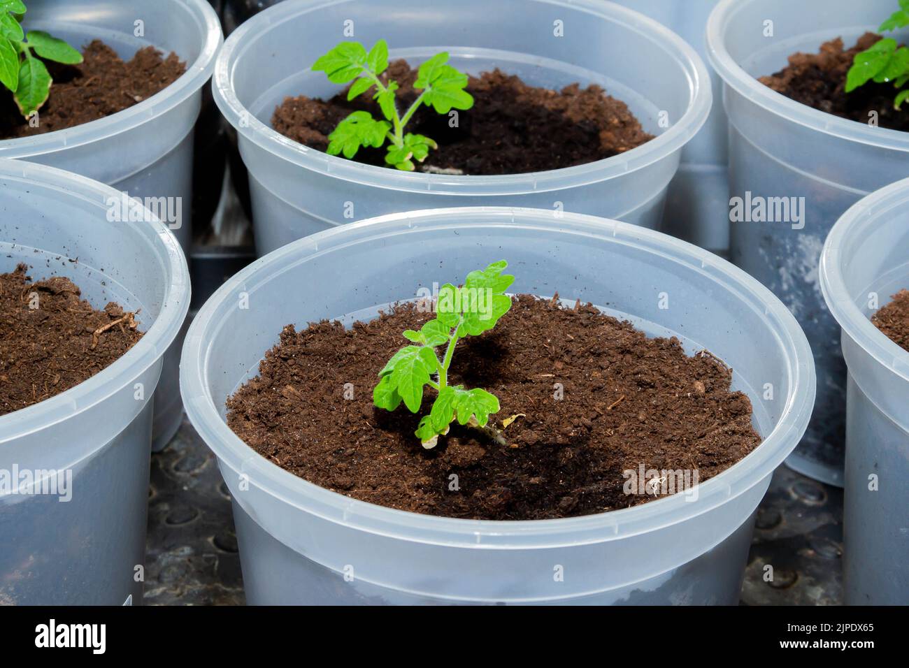 Growing genetically pure products. Non gmo food. 100 natural product ...