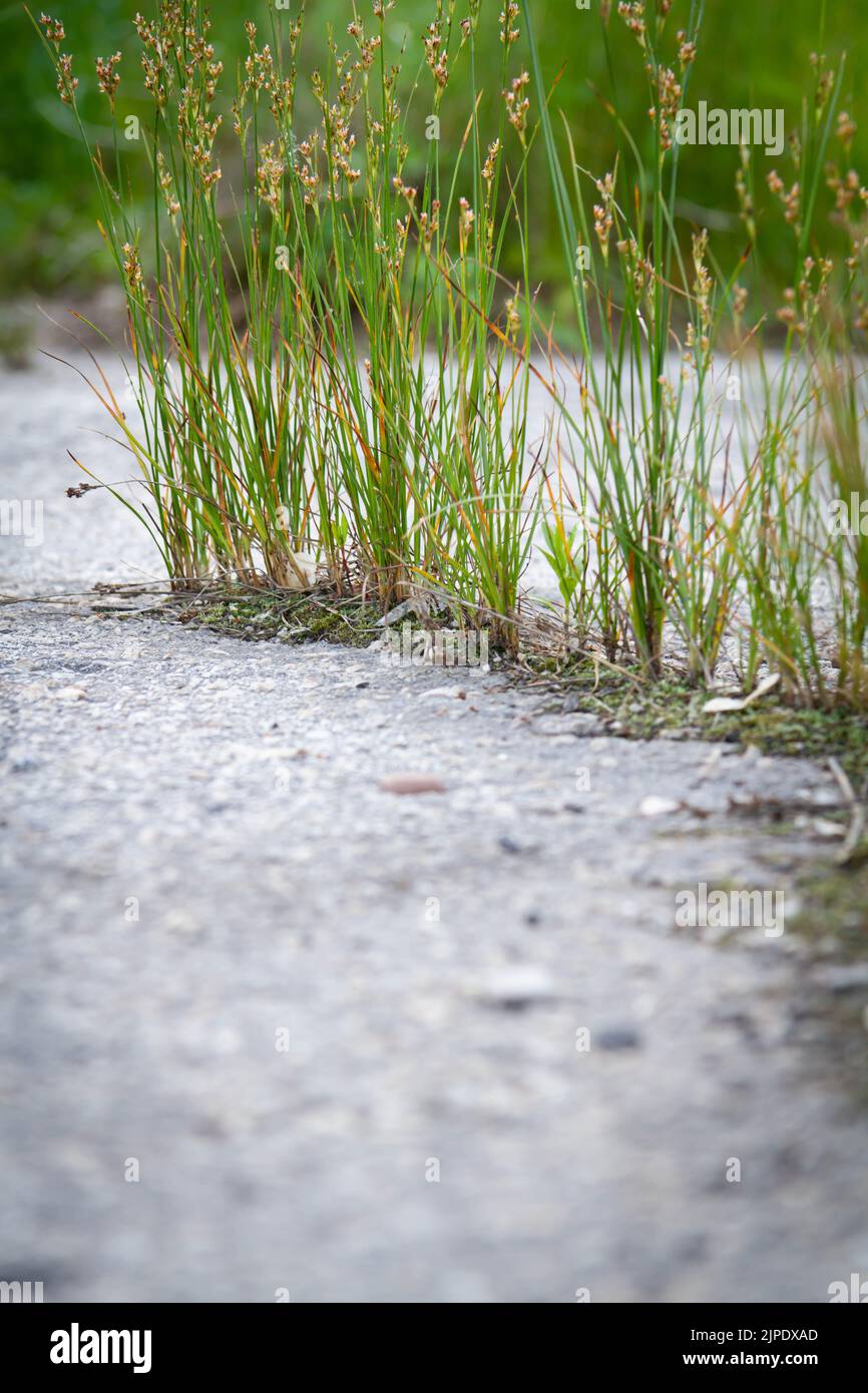 The power of growth. Sprouted sprout through the asphalt. The plant ...