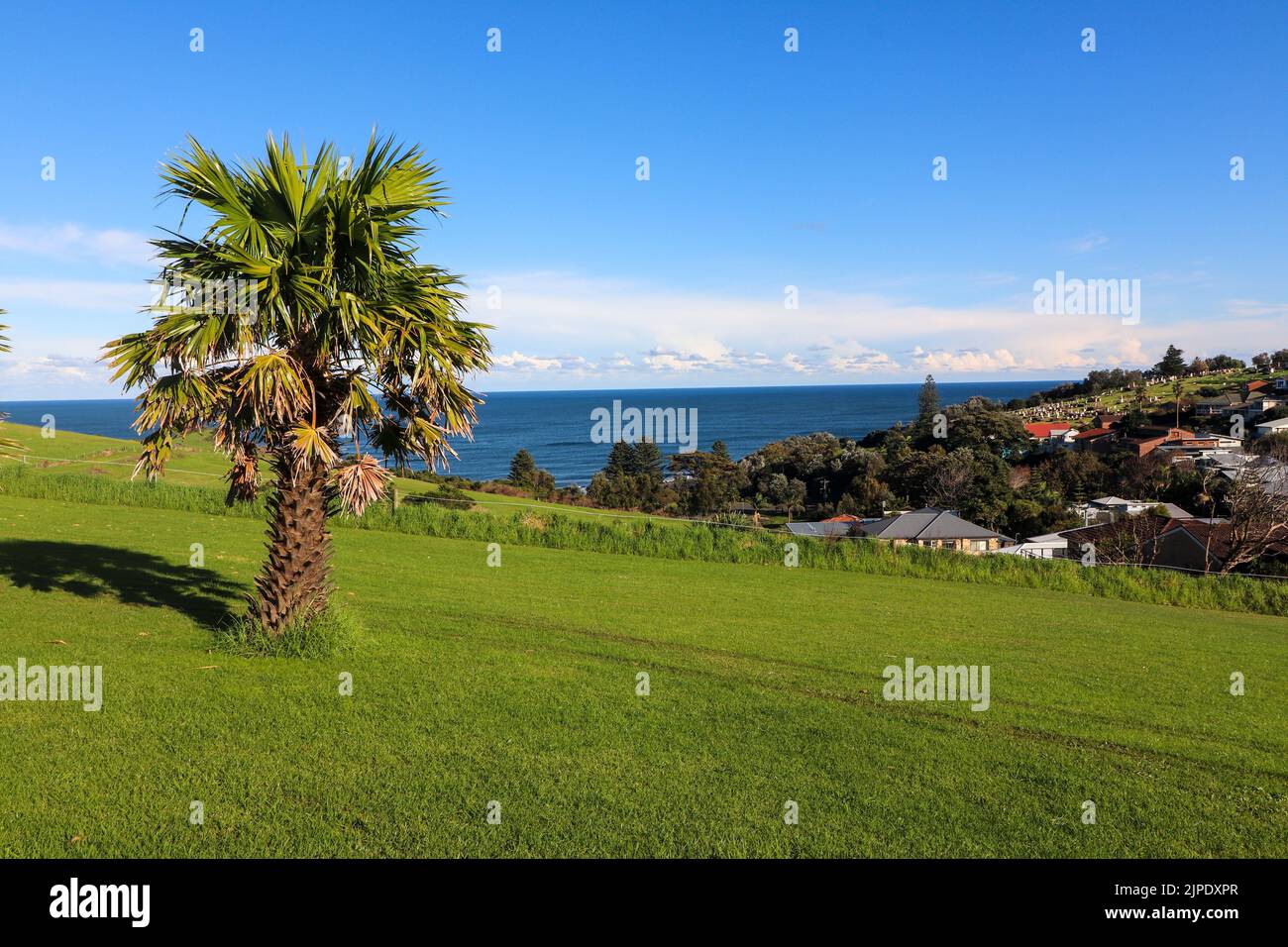 A palm trees on green meadows overseeing the ocean Stock Photo - Alamy