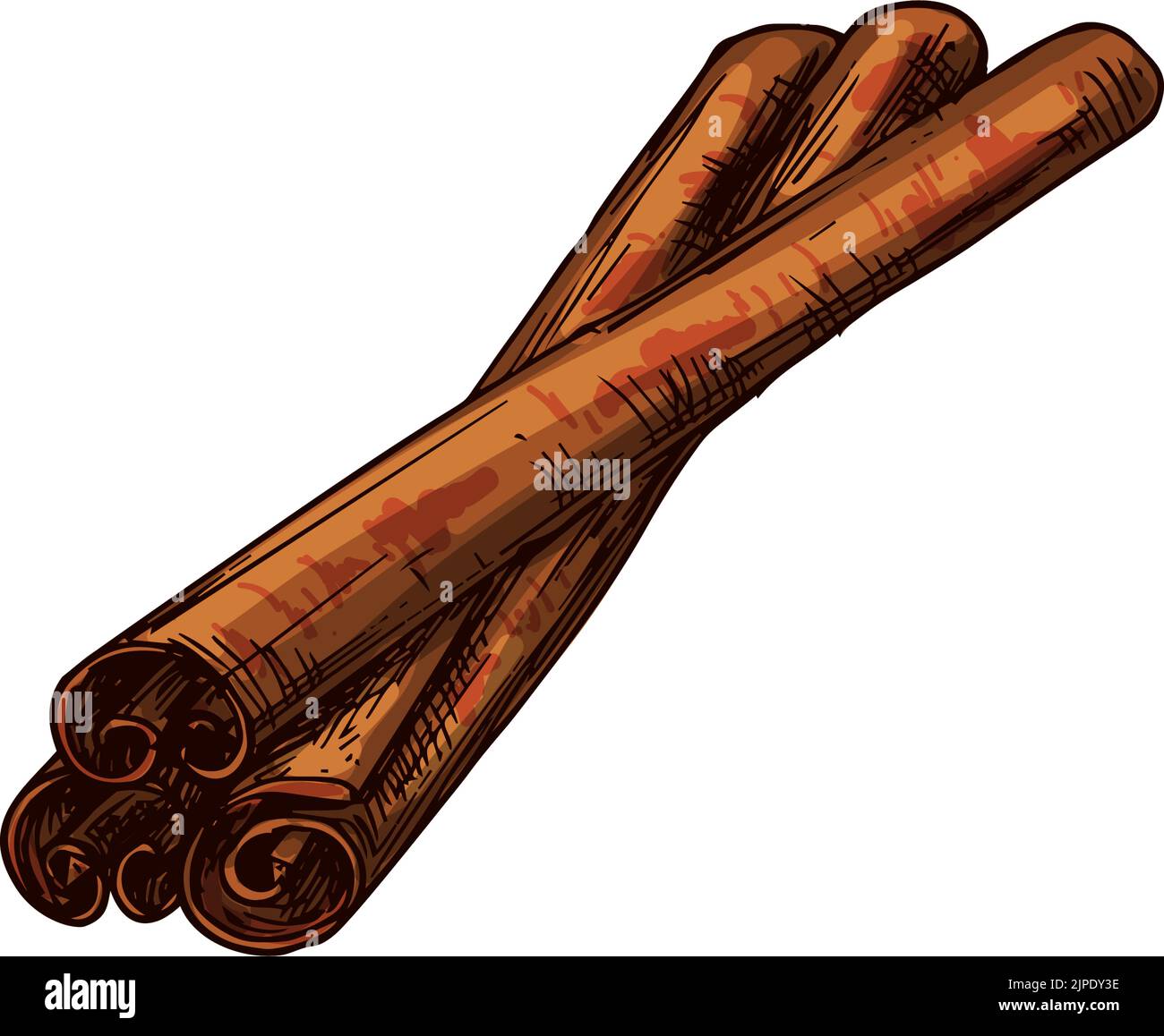 Cinnamon bark strip sticks isolated aromatic spice. Vector sketch of ...