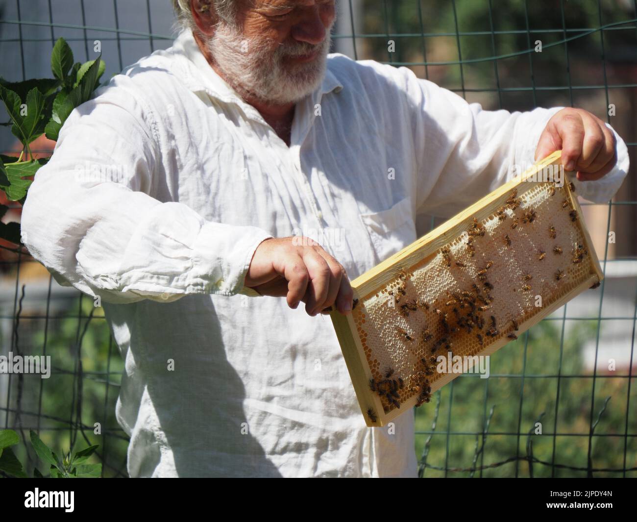 Beekeeper working with bees and beehives on the apiary. Beekeeping ...