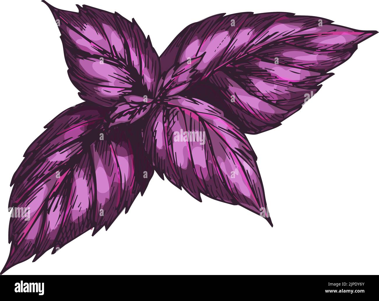 Red basil isolated culinary herb sketch. Vector red basilicum aromatic ...