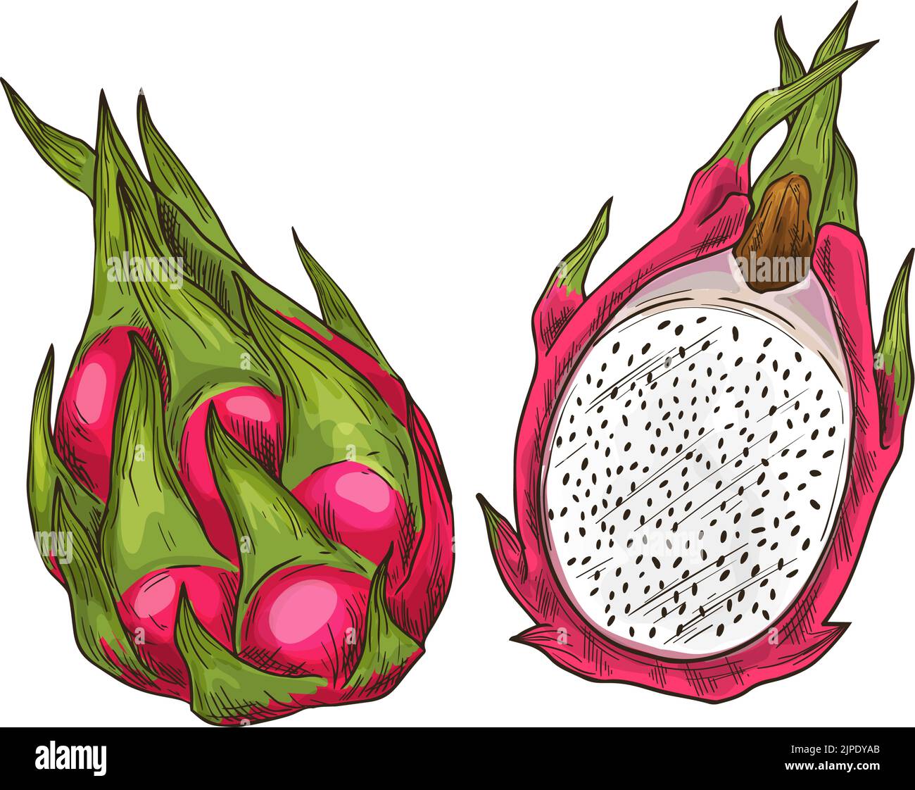 Dragon fruit pitaya whole and cut isolated sketch. Vector pithaya ...