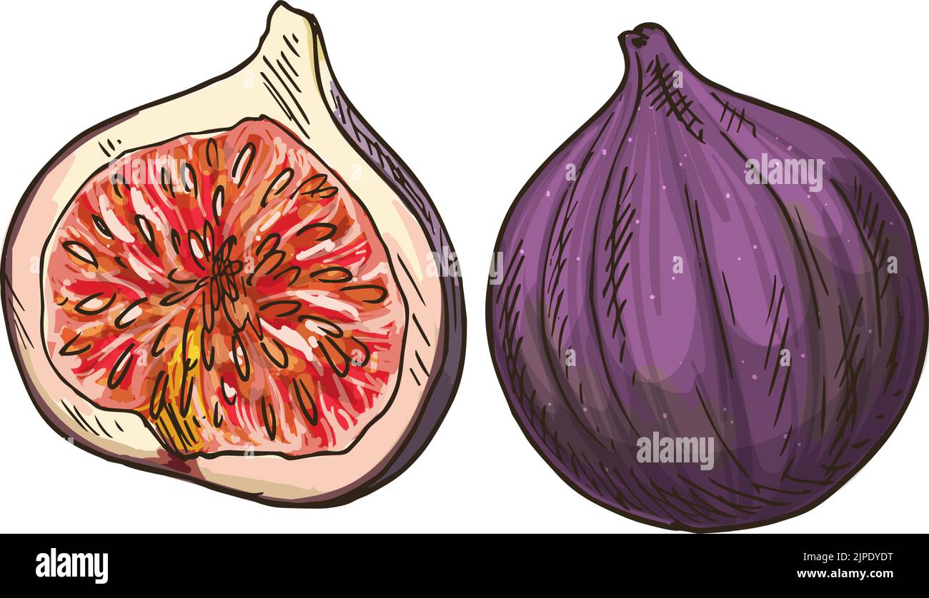 Cluster fig Stock Vector Images - Alamy