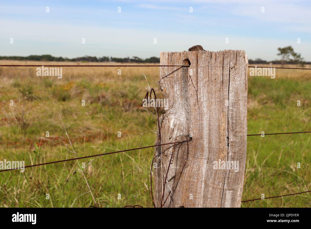 A beautiful shot of a field during the day in summer Stock Photo - Alamy