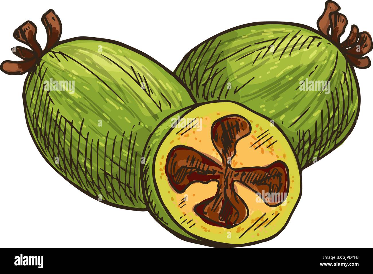 Ellipsoid fruit Stock Vector Images - Alamy