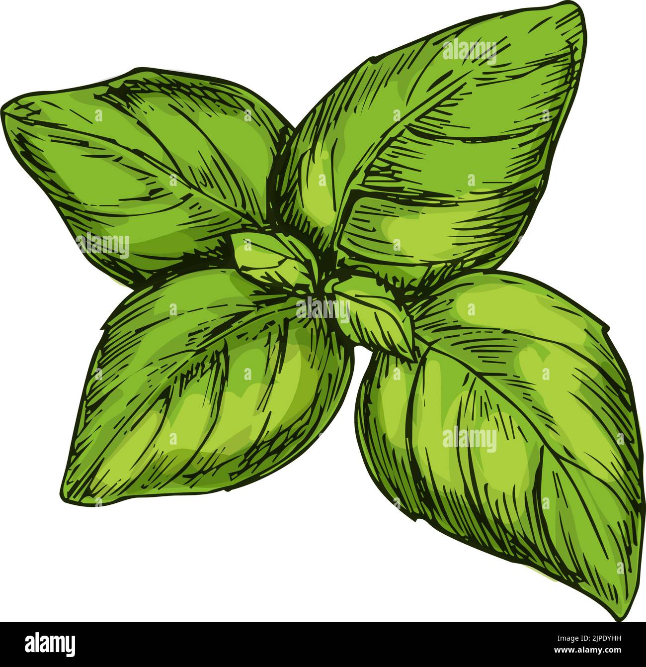 Growing lemon basil Stock Vector Images - Alamy