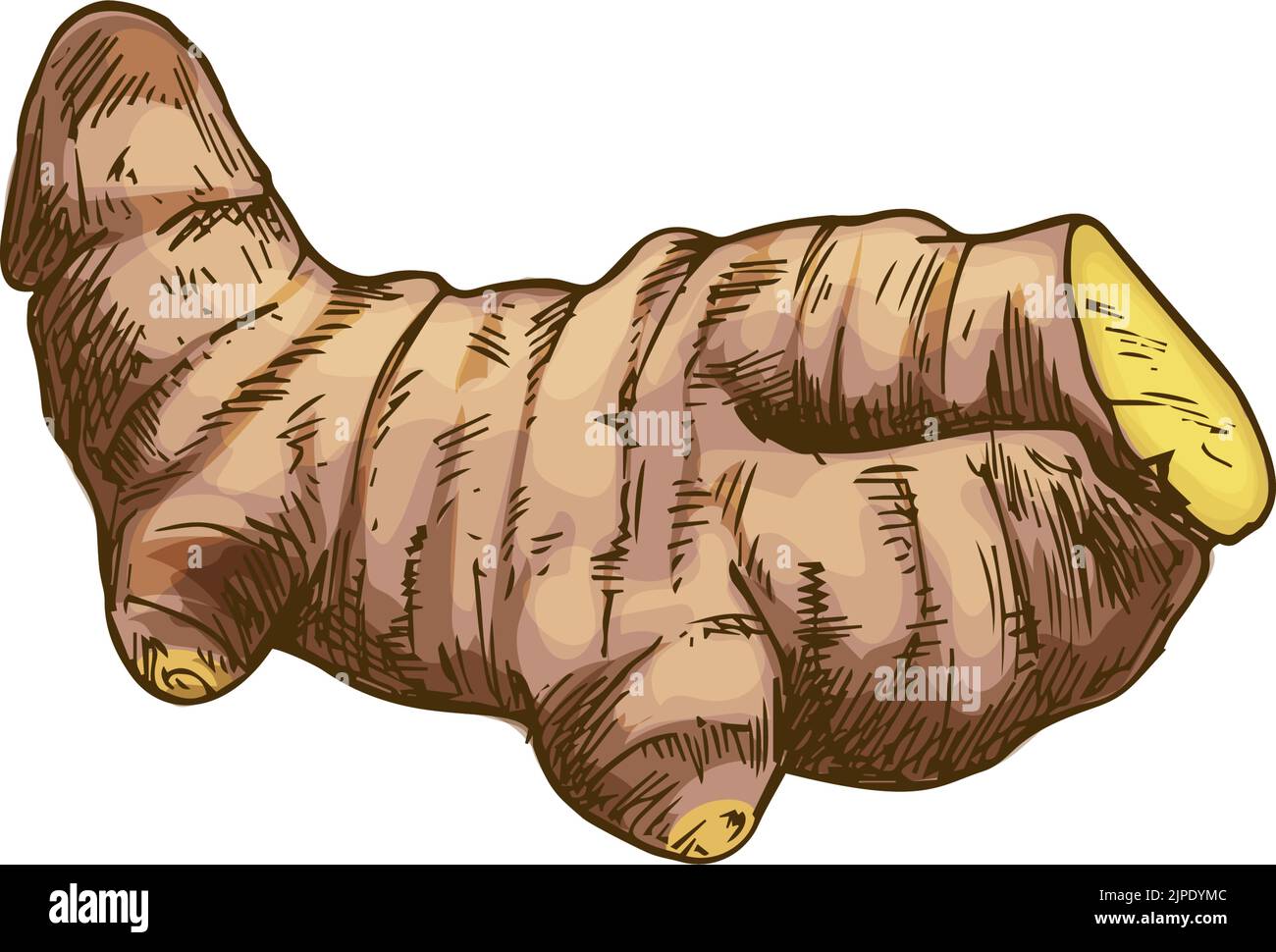 Culinary root ginger isolated fragrant condiment sketch. Vector rhizome ... Culinary root ginger isolated fragrant condiment sketch. Vector rhizome ...