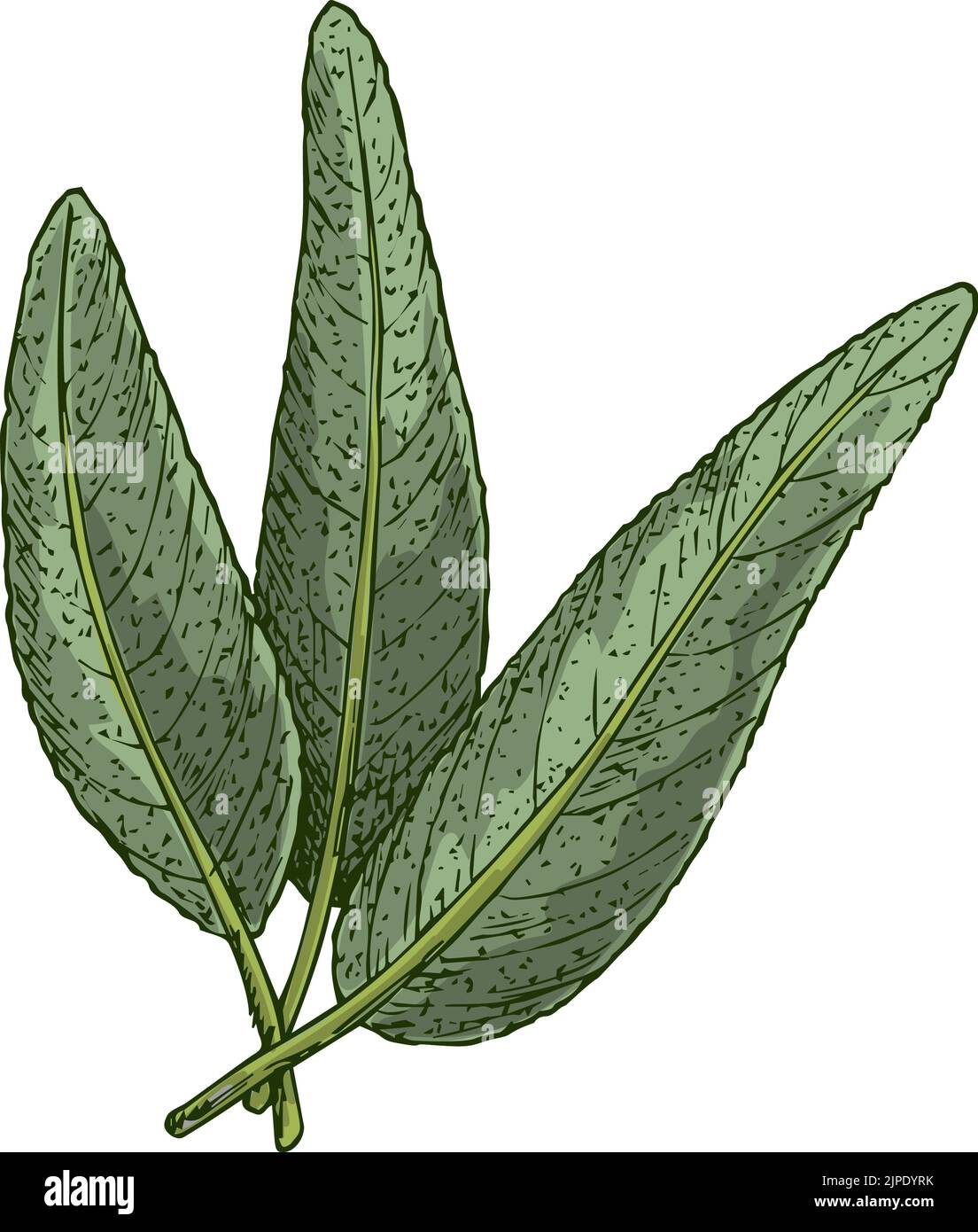 Salvia or sage leaves isolated sketch. Vector Garden culinary sage ...