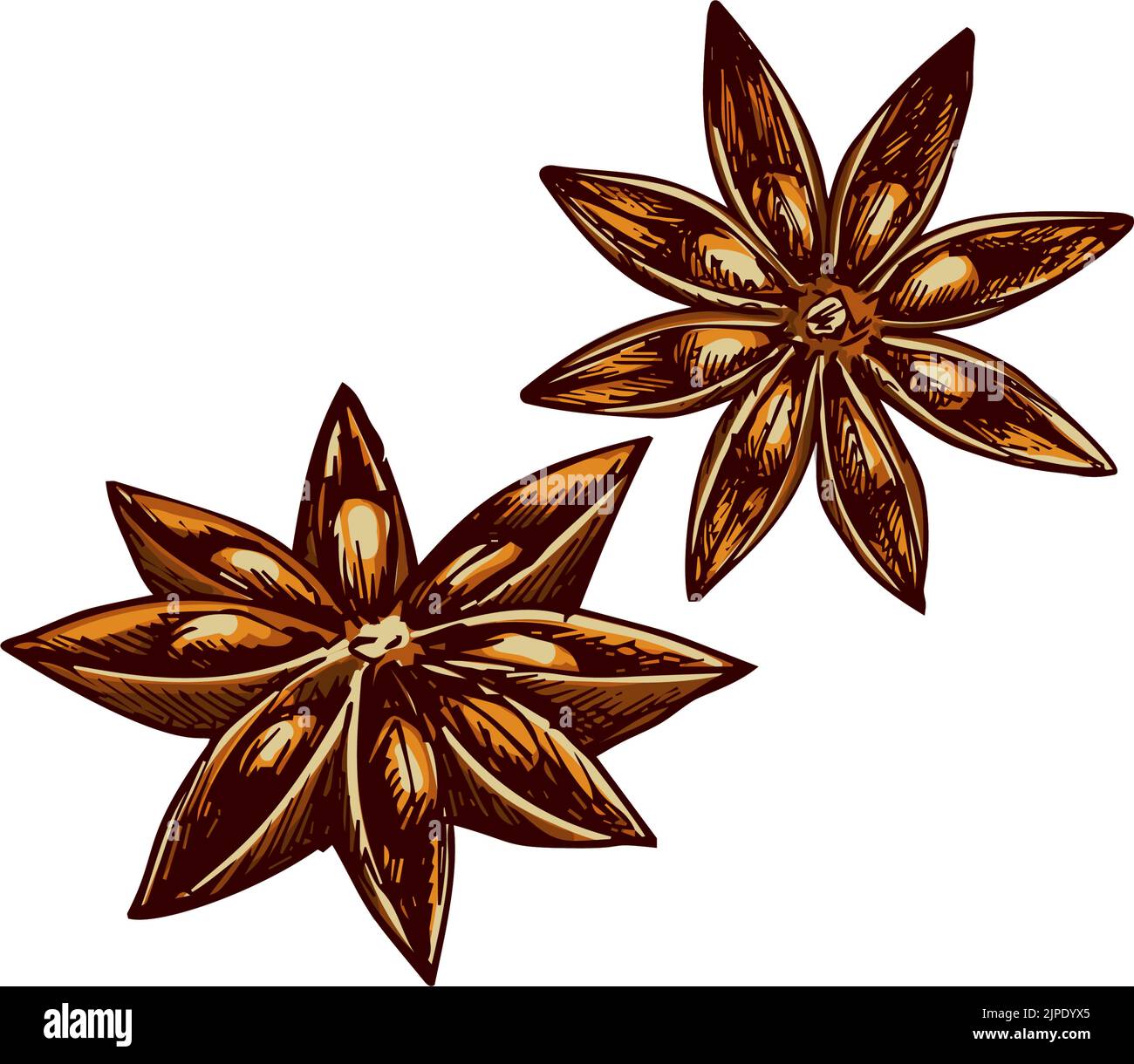 Anise star aroma seasoning isolate spicy condiment sketch. Vector ...