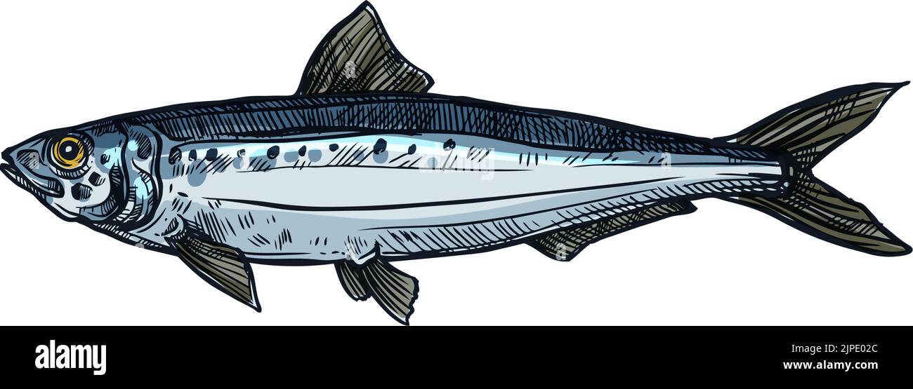 Herring or sardine saltwater fish isolated animal. Vector pilchard oily ...