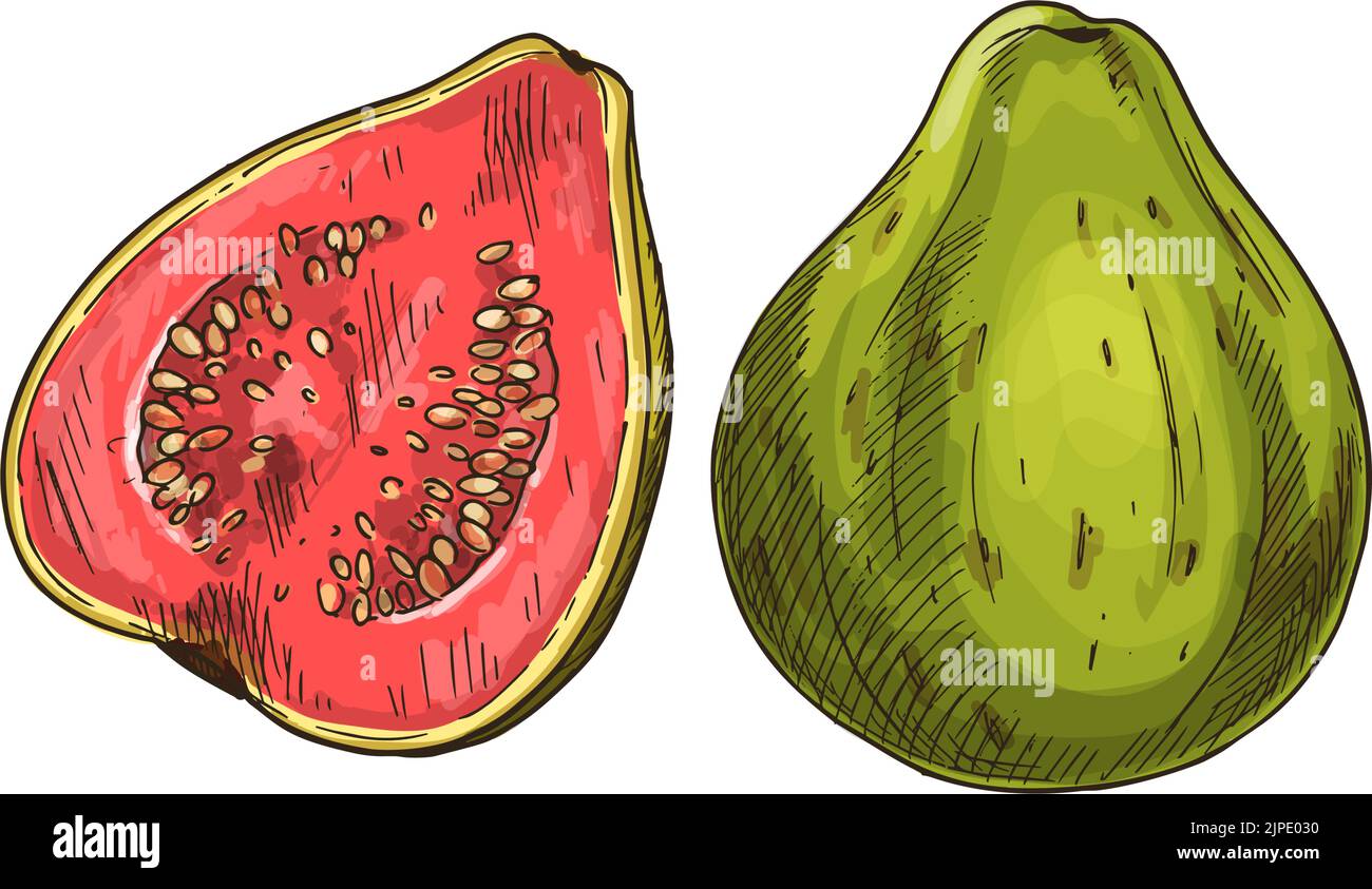 Tropical fruit guava whole, half isolated sketch. Vector edible ...