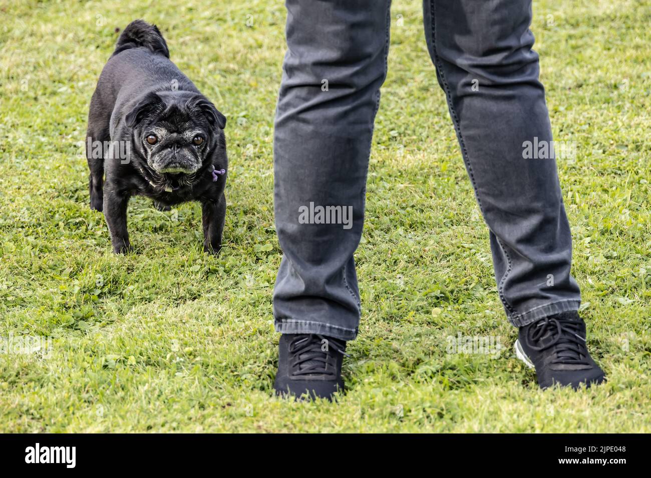 Pug pugs dog dogs owner owners hi-res stock photography and images - Alamy