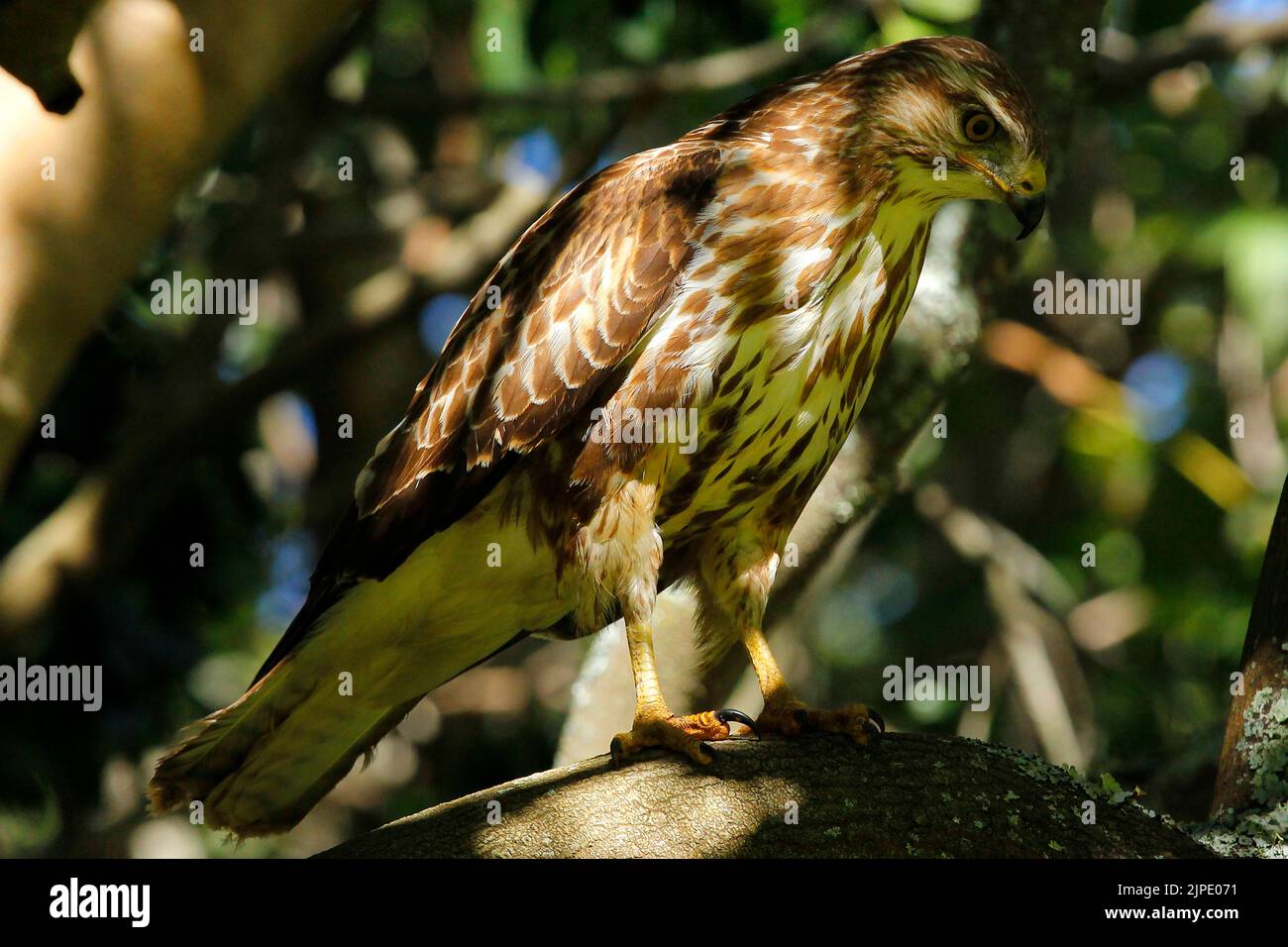 A forest buzzard sitting in a tree with a small snake it had just ...