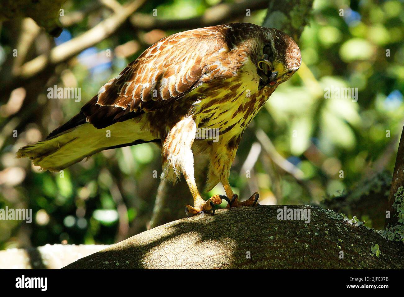 A forest buzzard sitting in a tree with a small snake it had just ...