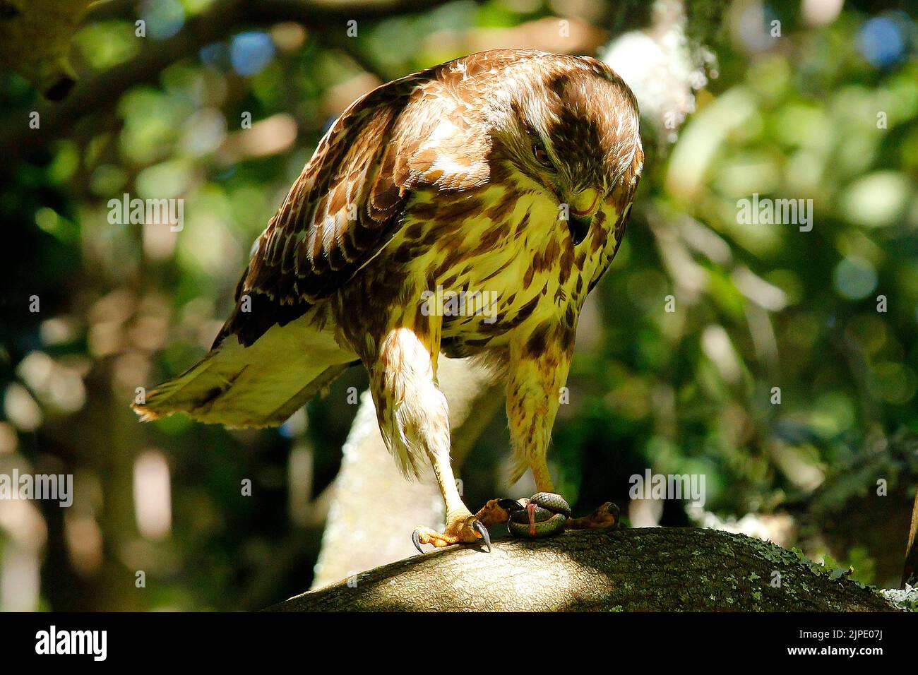 A forest buzzard sitting in a tree with a small snake it had just ...
