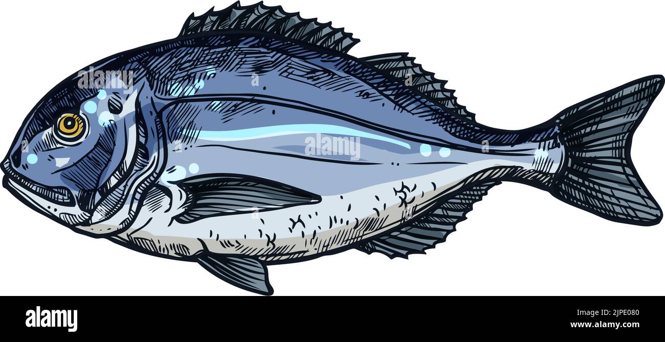 Orata gilt head bream isolated saltwater fish sketch. Vector underwater ...