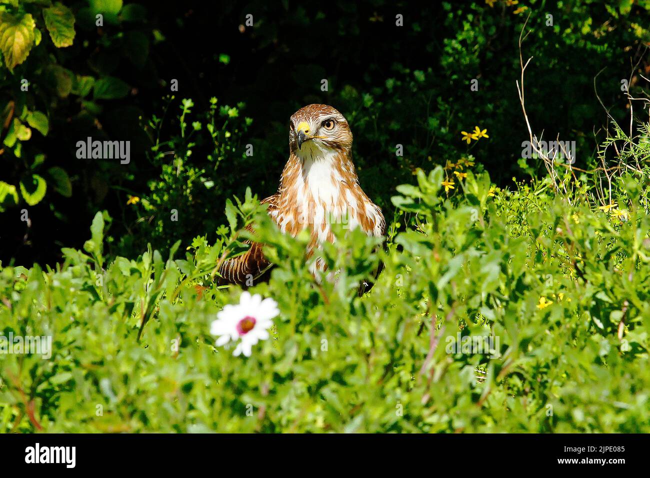 A forest buzzard sitting in a tree with a small snake it had just ...