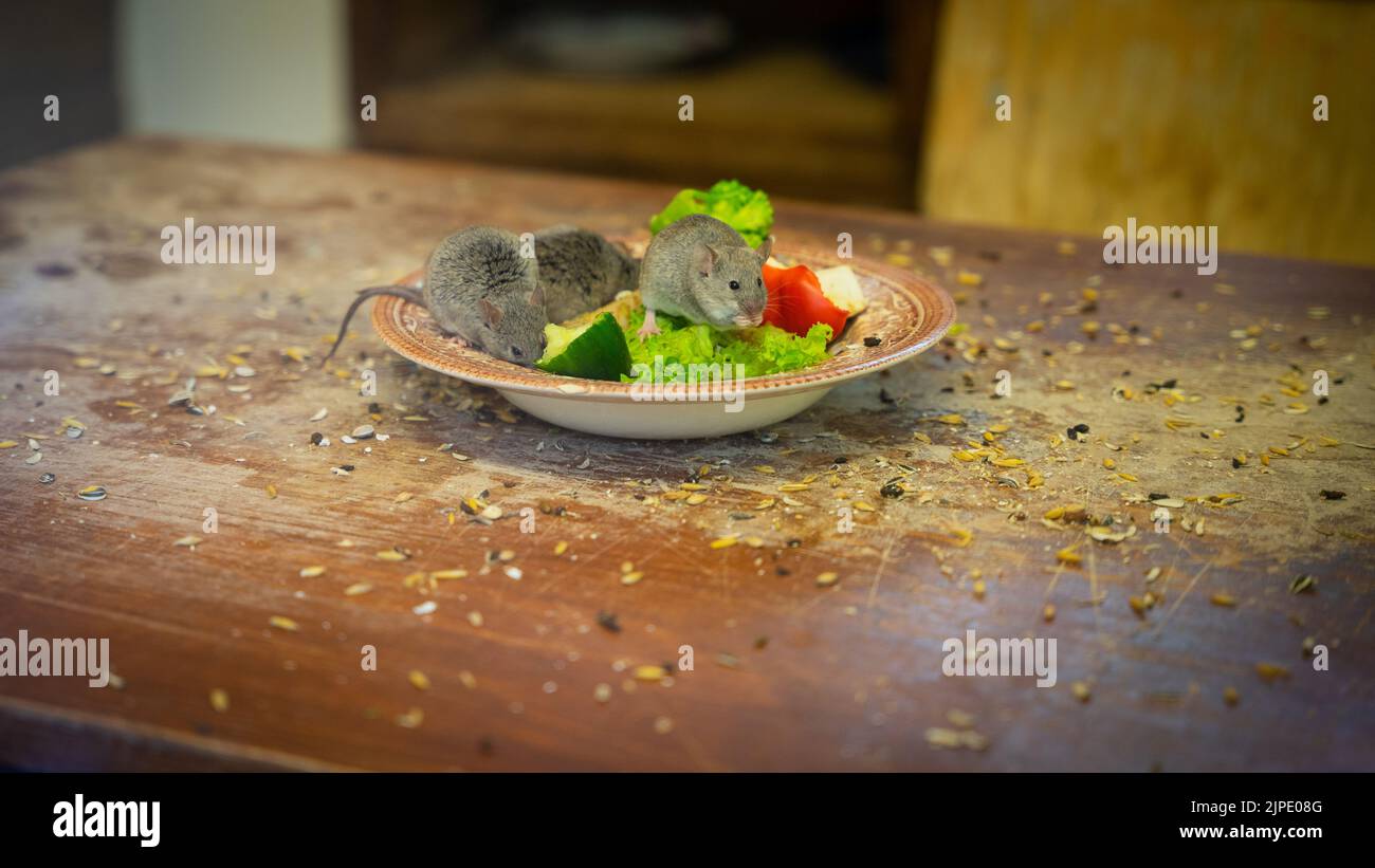A view of the rats in a salad Stock Photo - Alamy