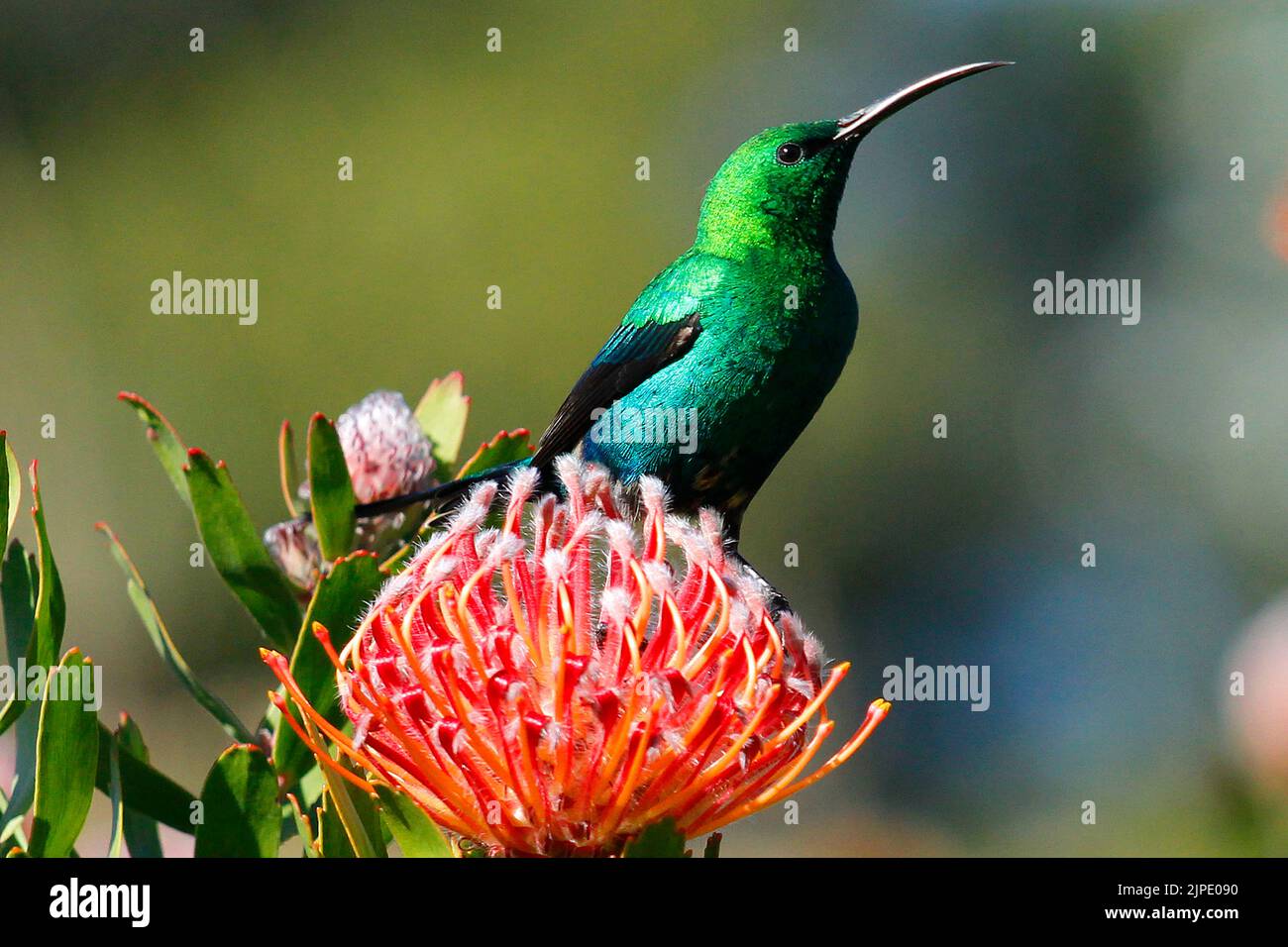 Irridescent green sunbird hi-res stock photography and images - Alamy