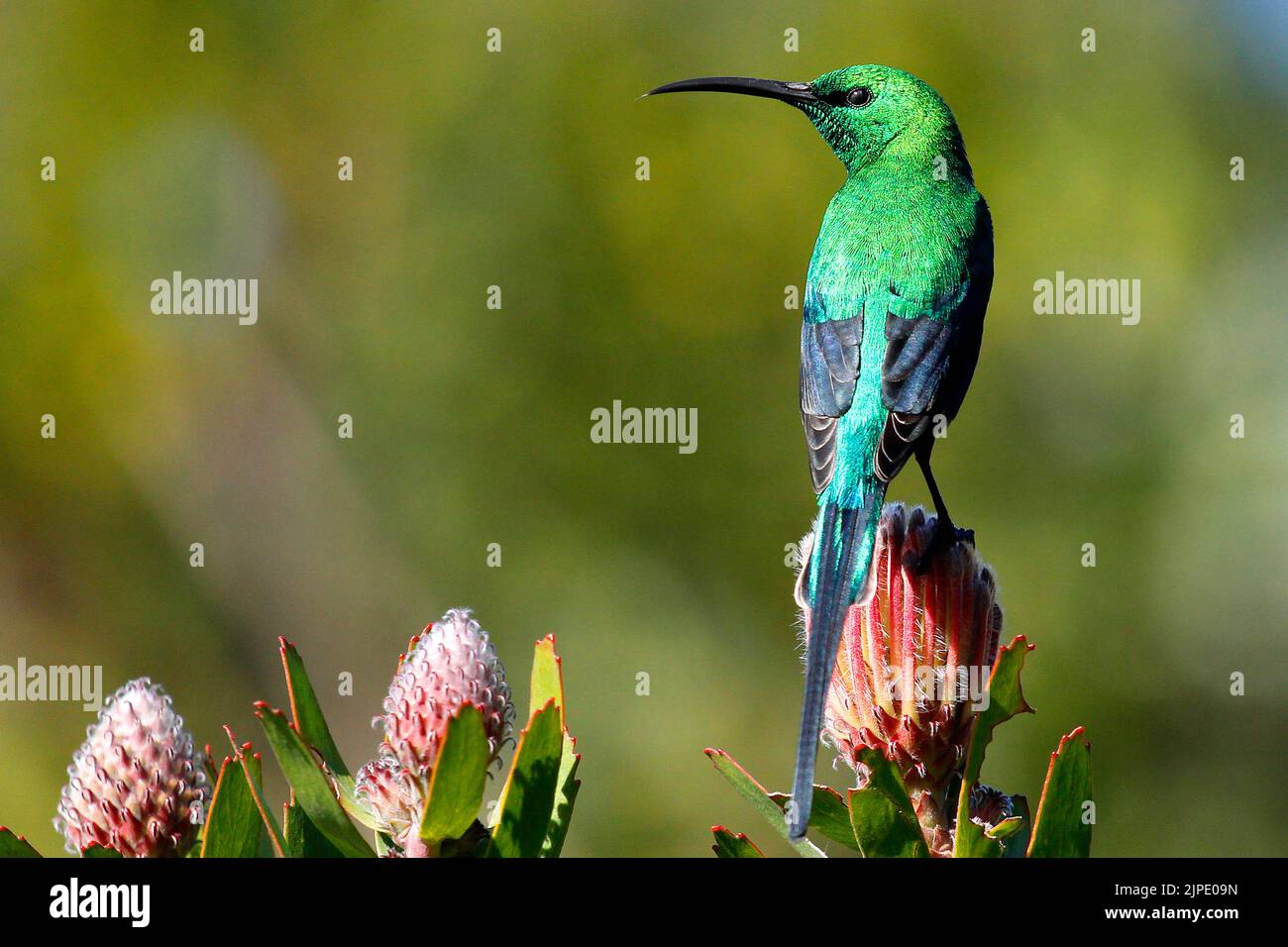 Specialised pollinator hi-res stock photography and images - Alamy