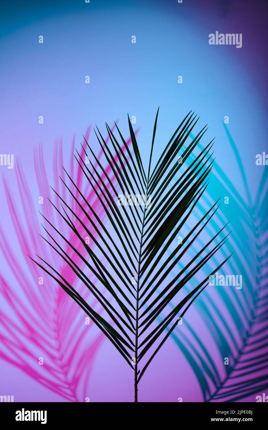 Tropical leaves in neon light with duotone shadows Stock Photo - Alamy