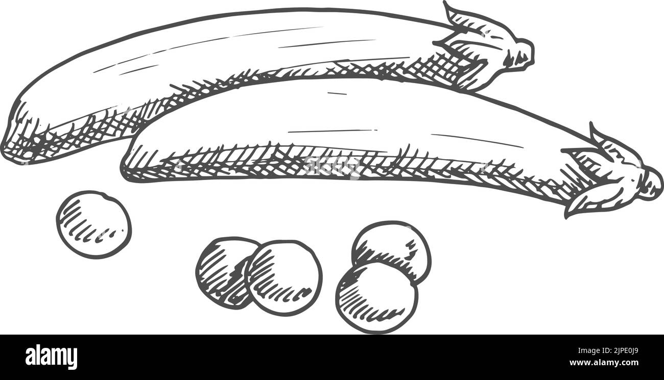 Pea pod isolated monochrome sketch. Vector split peas vegetable ...