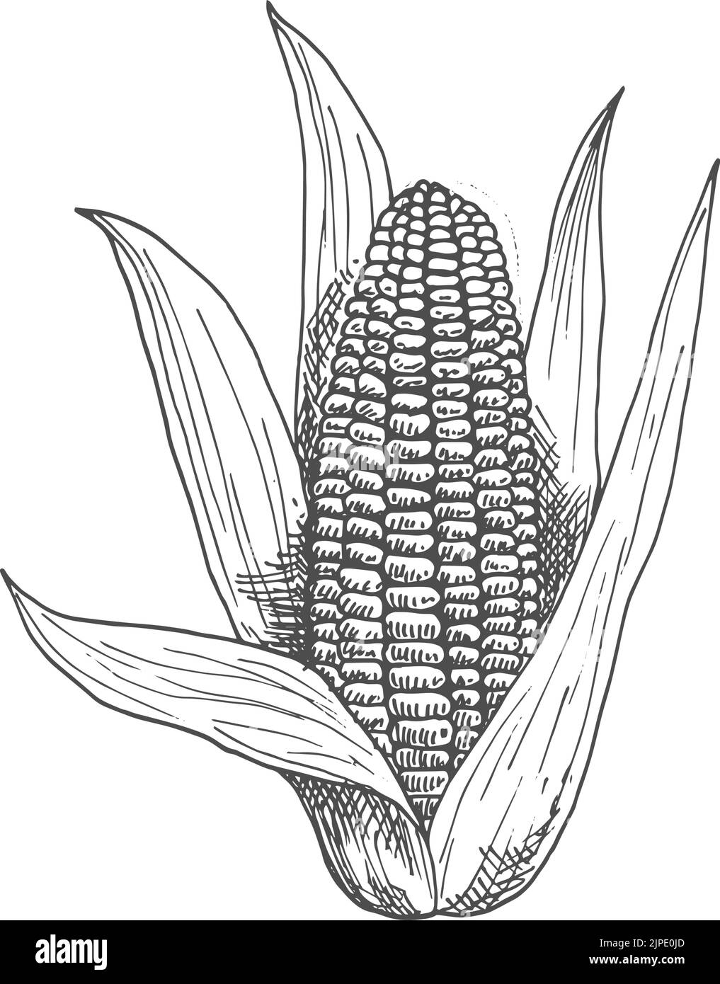 Maize corn cob with leaves isolated vector sketch. Vector sweetcorn ...