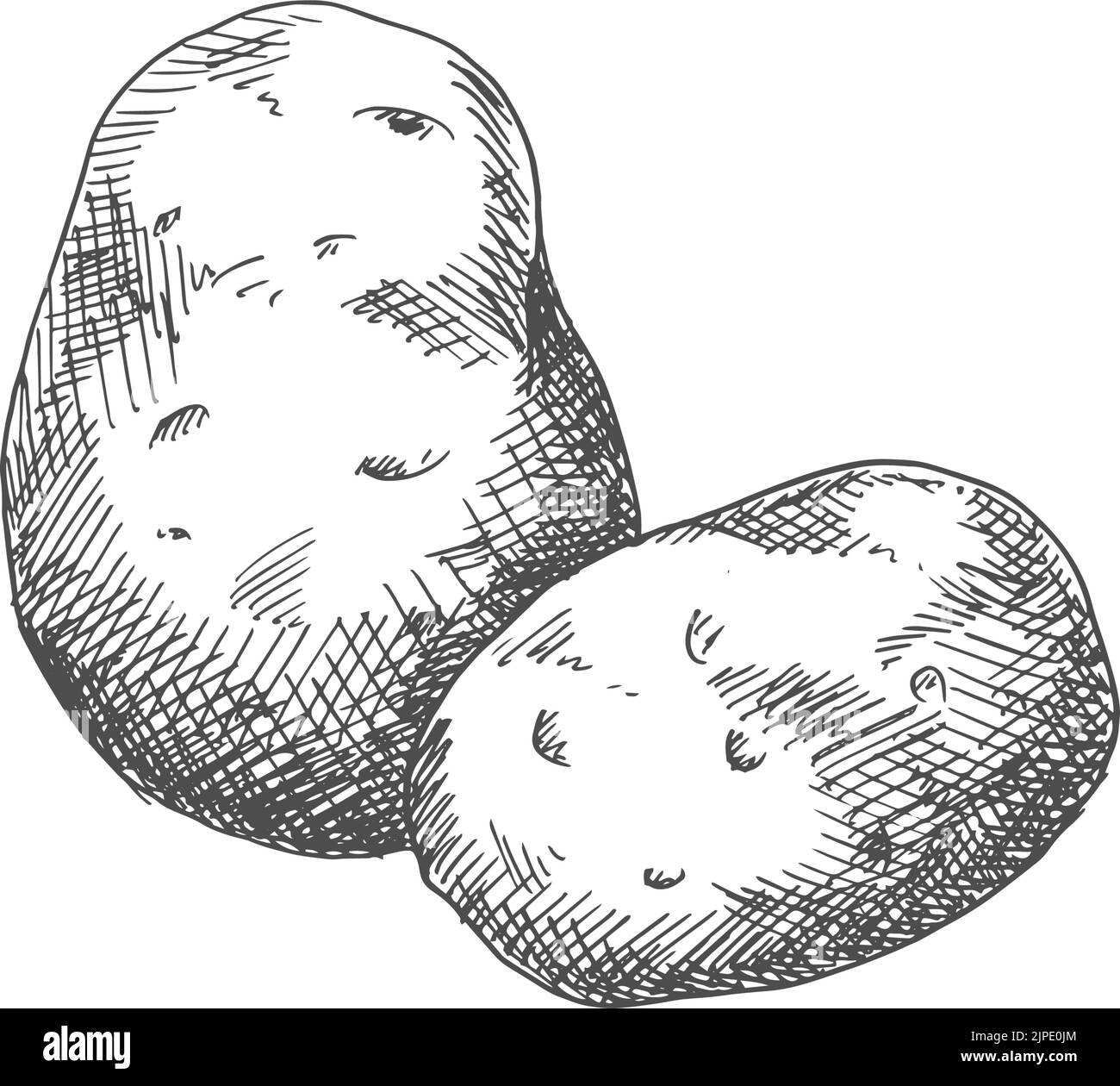 Old potato isolated vegetable sketch. Vector vegetarian food, tuber ...