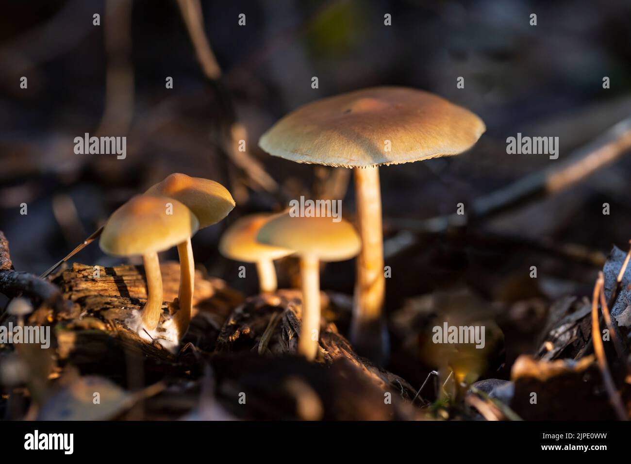 strophariaceae, träuschlingsverwandte, kuehneromyces, strophariaceaes ...