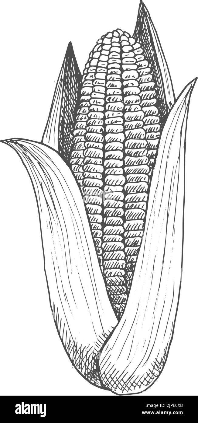 Maize corn cob with leaves isolated vector sketch. Vector sweetcorn ...