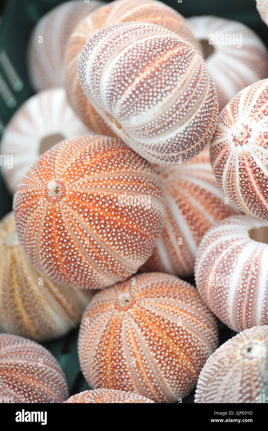 Globular shell hi-res stock photography and images - Alamy