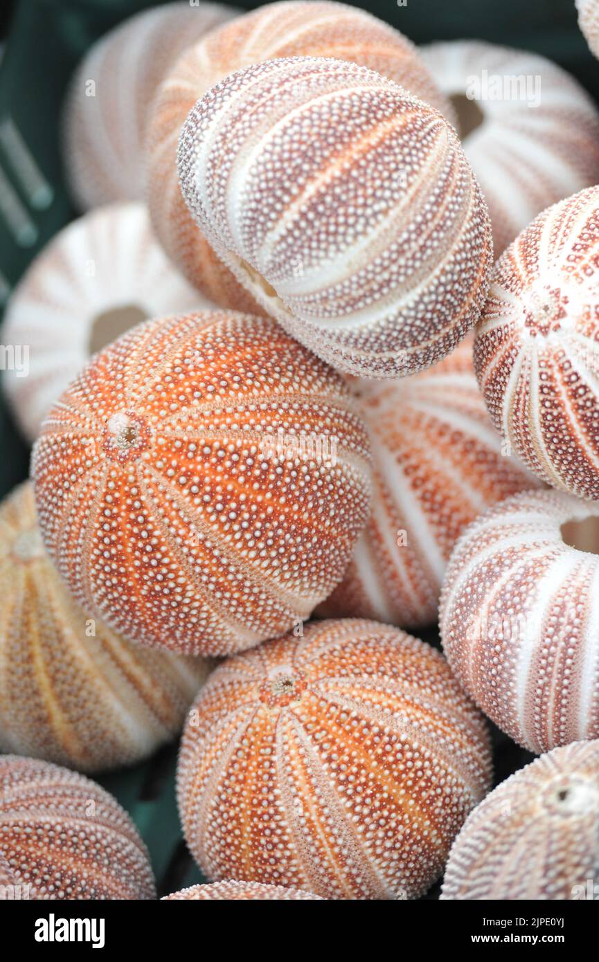 Globular shells hi-res stock photography and images - Alamy