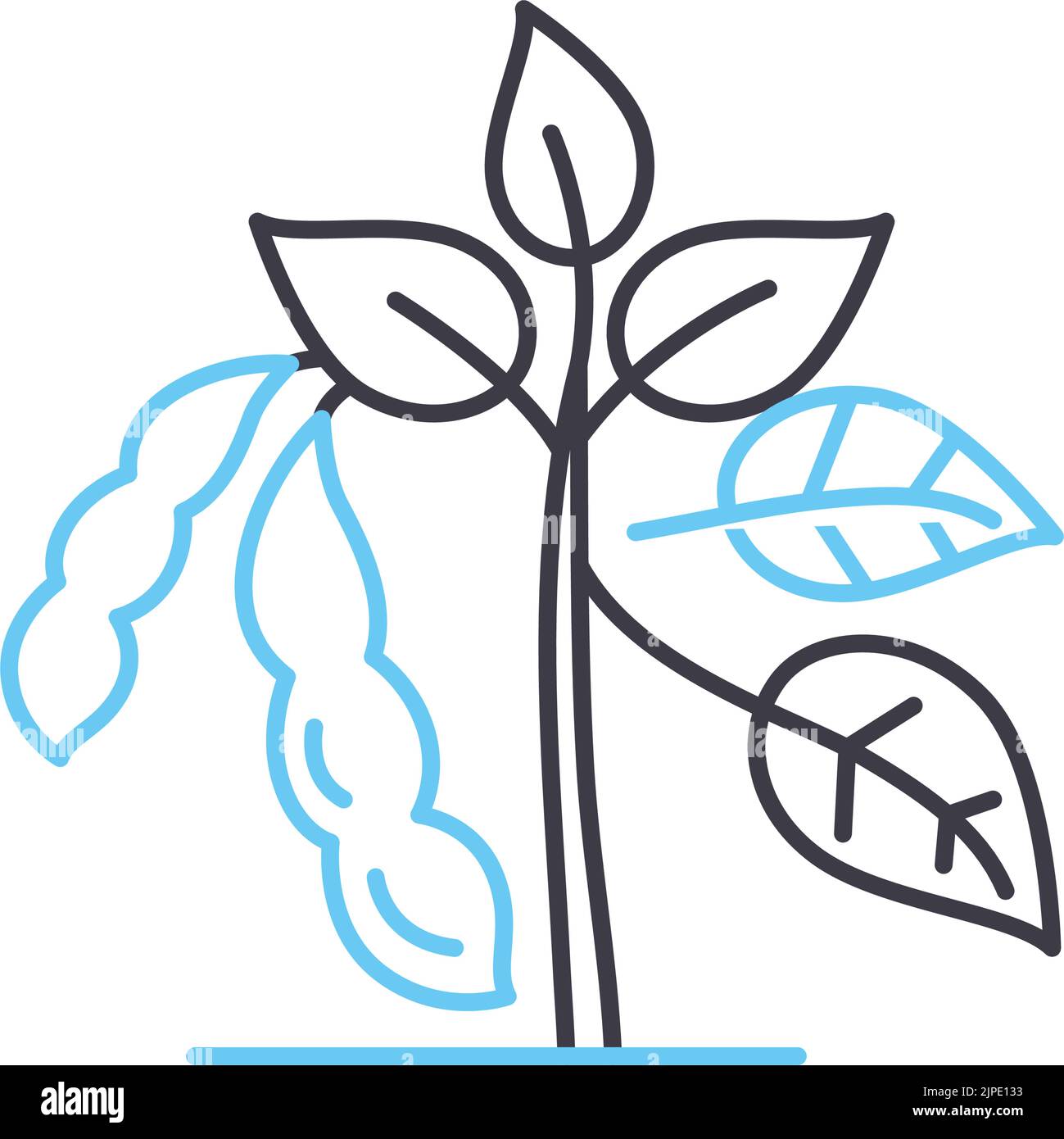 soybean line icon, outline symbol, vector illustration, concept sign ...