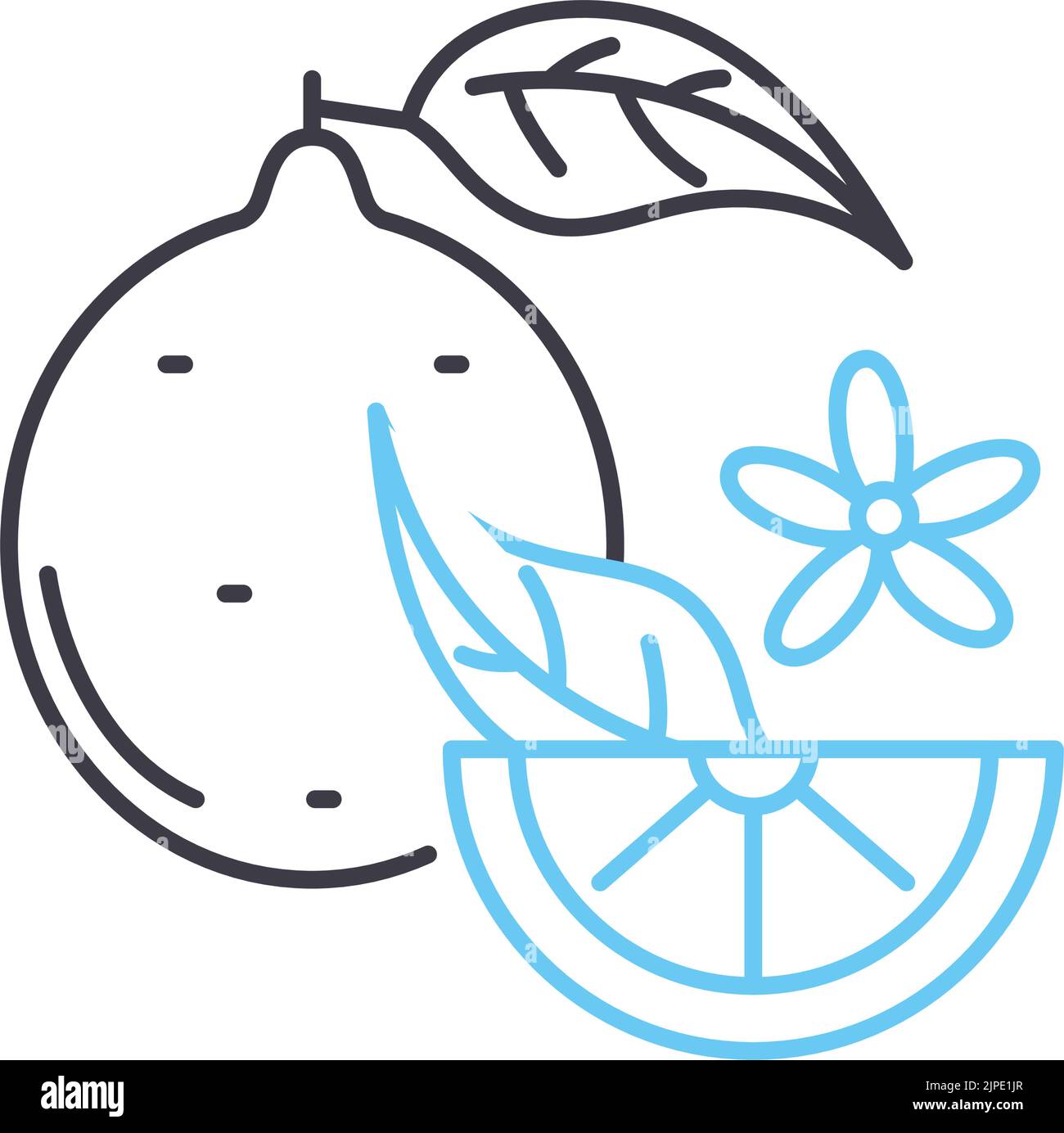 lime line icon, outline symbol, vector illustration, concept sign Stock ...