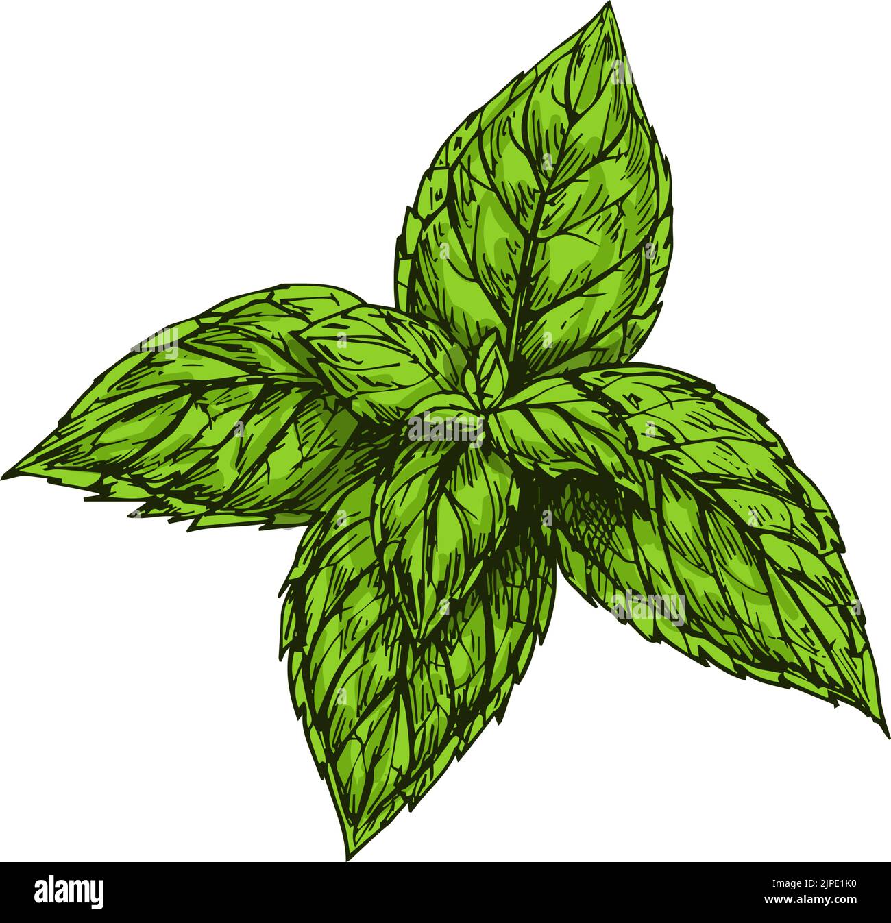 Watermint illustration Stock Vector Images - Alamy