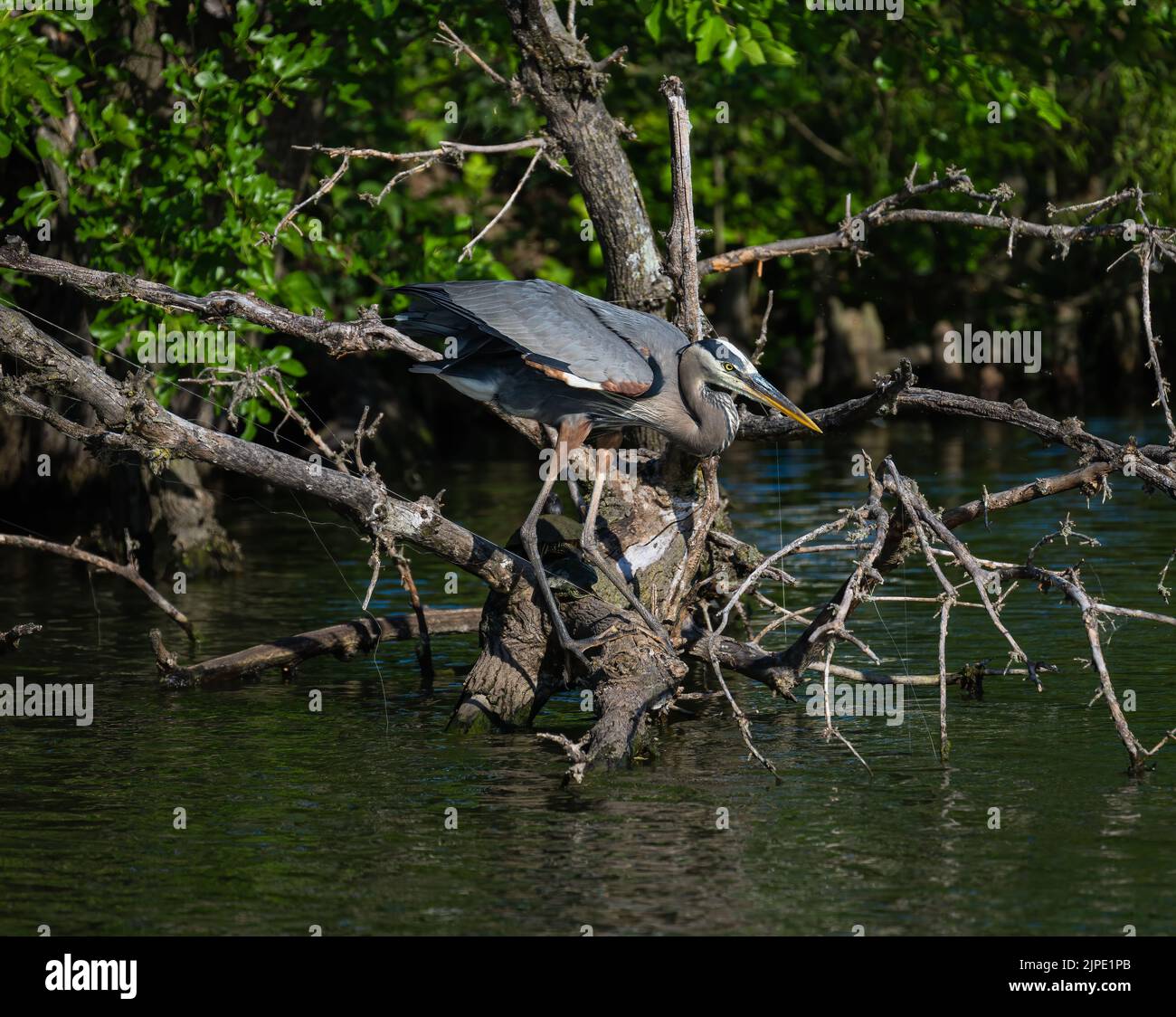 A closeup of a great blue heron standing on a big old tree in the lake ...
