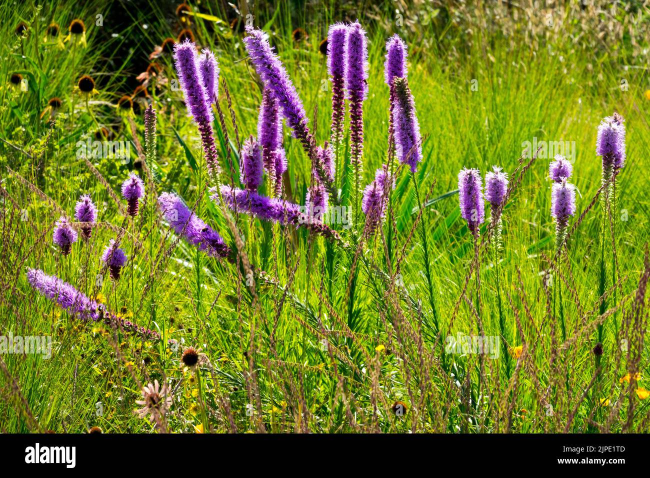 Tall Blazing Star, Prairie Blazing Star, Liatris pycnostachya, Summer ...