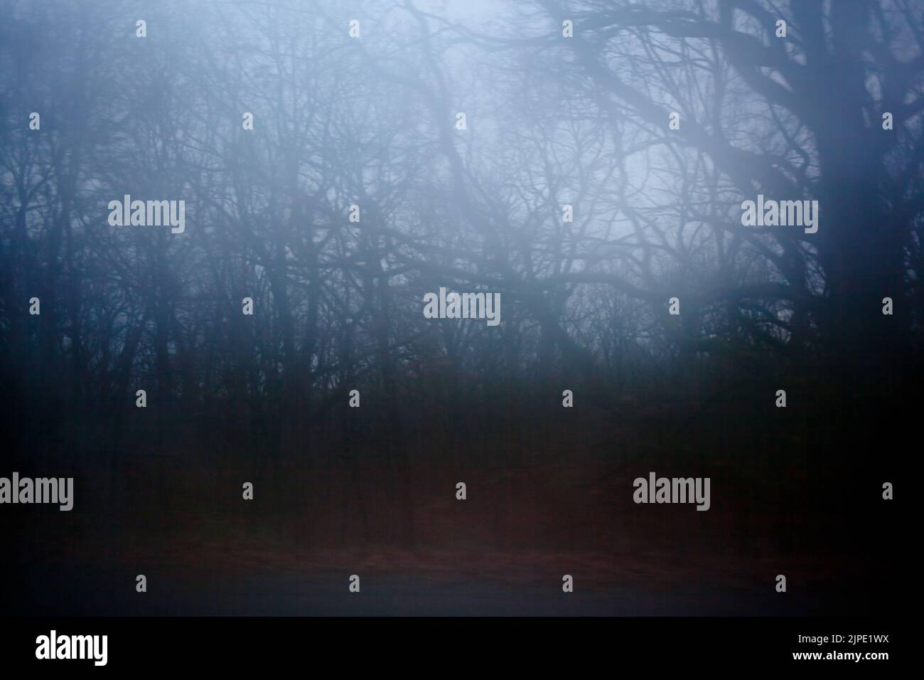 forest, fog, gray, spooky, forests, wood, woodland, woods, fogs, grays ...