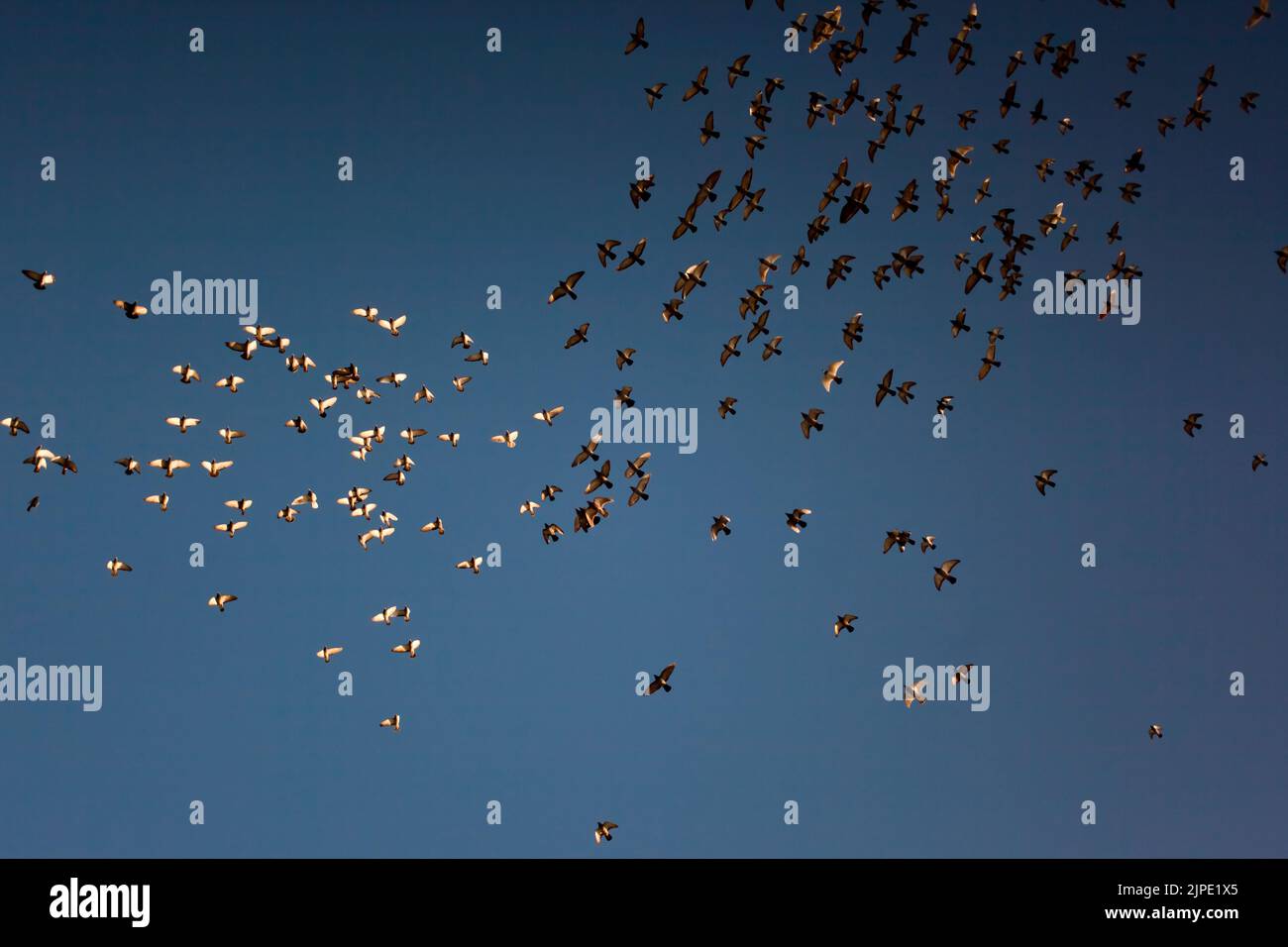 light, swarm of birds, pigeon, lights, pigeons Stock Photo - Alamy