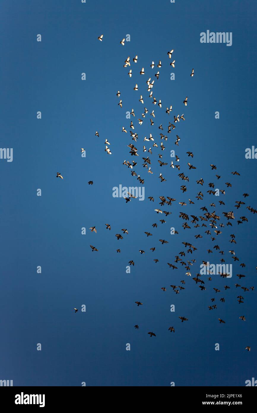 Pigeons swarms hi-res stock photography and images - Alamy